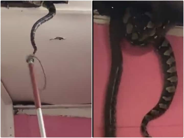 Three giant pythons are being seen hidden in ceiling of roof of the ...