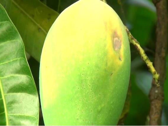 Alphonso Mangoes Affected By The Climate Change Heat Stroke Resulting ...