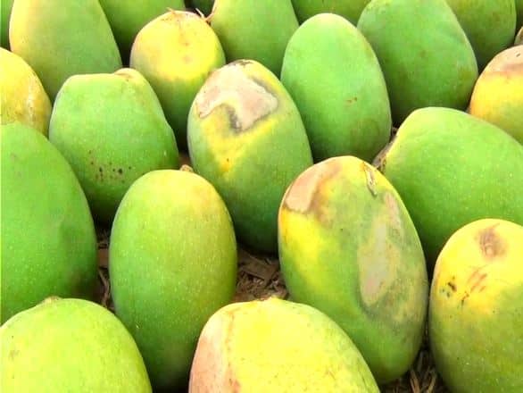 Alphonso Mangoes affected by the climate change heat stroke resulting ...