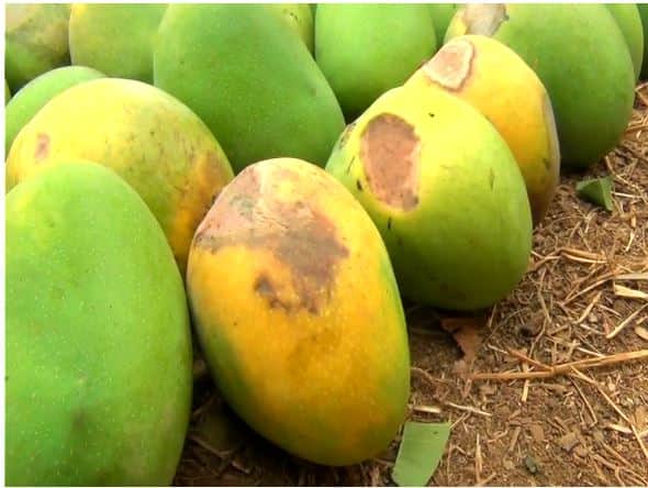 Alphonso Mangoes affected by the climate change heat stroke resulting ...