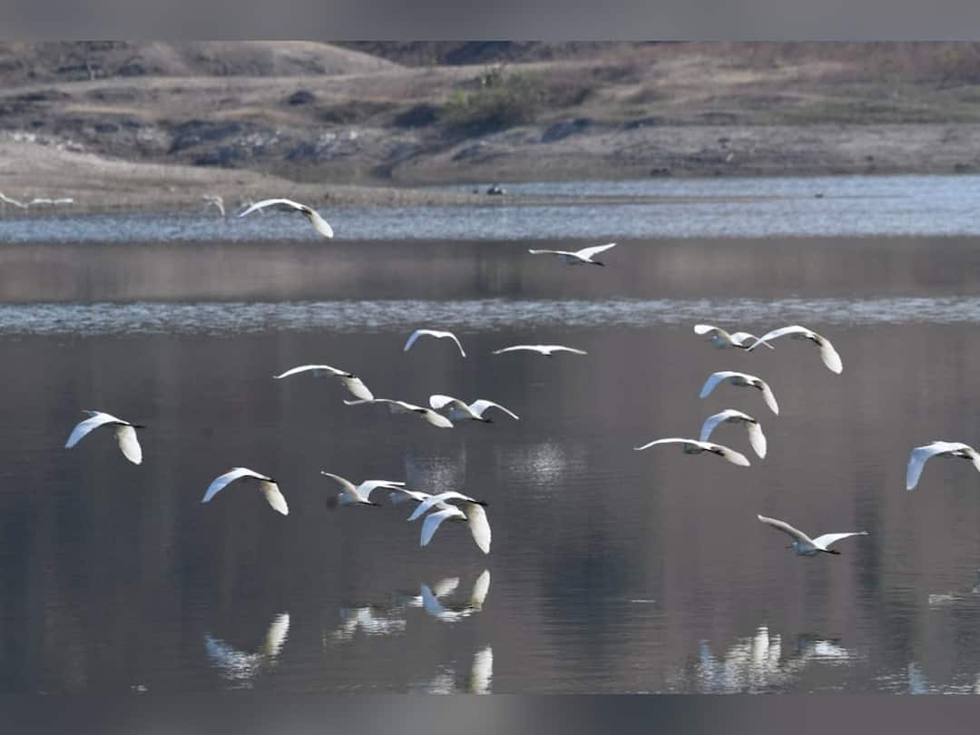 Buldhana News hatti paul bird sanctuary Bird lovers and crowd to see ...