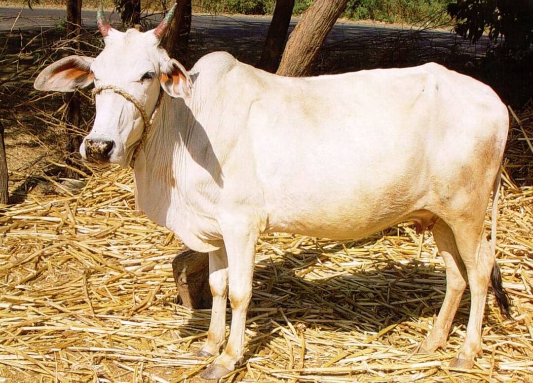 AAU: A New Breed Of Cow Dagri Registered By Anand Agricultural ...