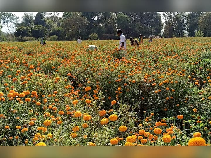 Gates village in Palghar district gets new identity through flower ...