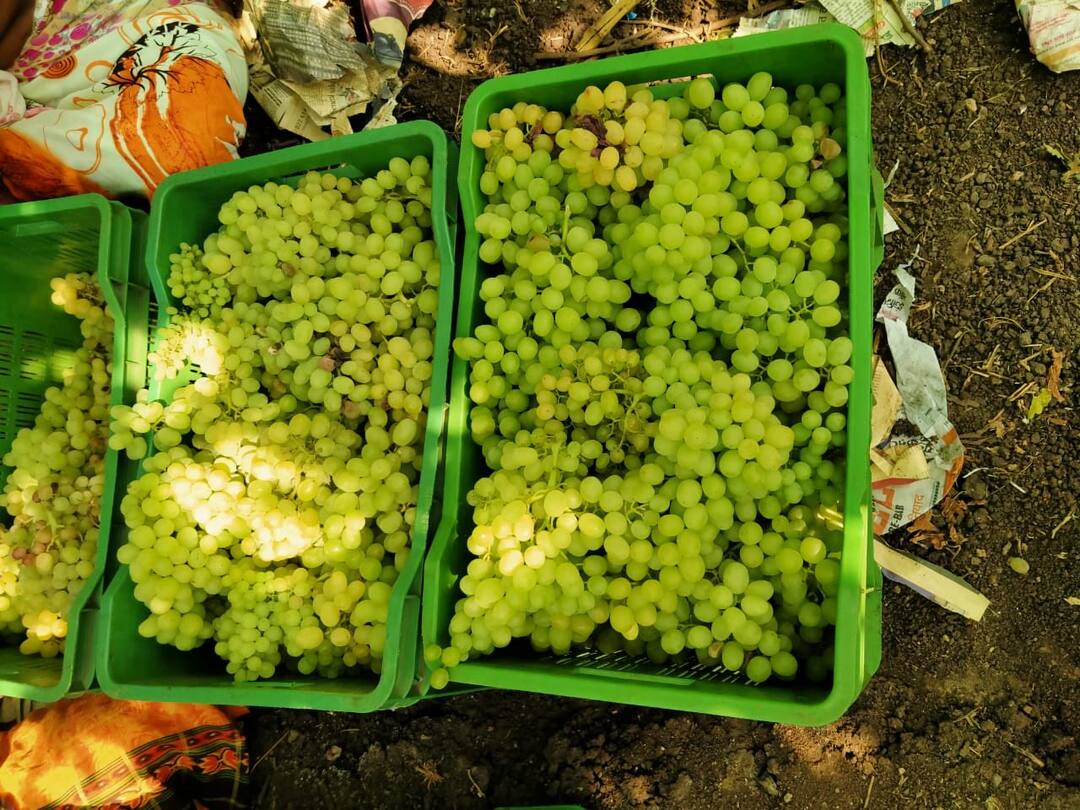 maharashtra nashik news Export of 32 thousand metric tons of grapes ...