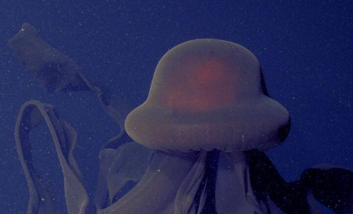 Alien like giant phantom jellyfish spotted in Antarctica know in ...