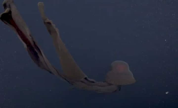 Alien like giant phantom jellyfish spotted in Antarctica know in ...