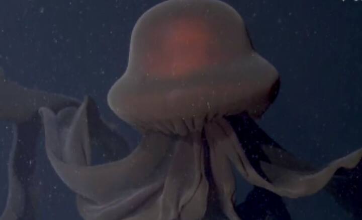 Alien like giant phantom jellyfish spotted in Antarctica know in ...