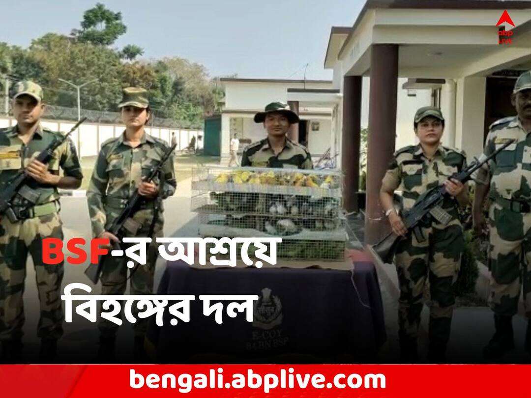 Nadia News BSF rescue around 200 birds | Nadia News: পাচারের ছক ভেস্তে ...