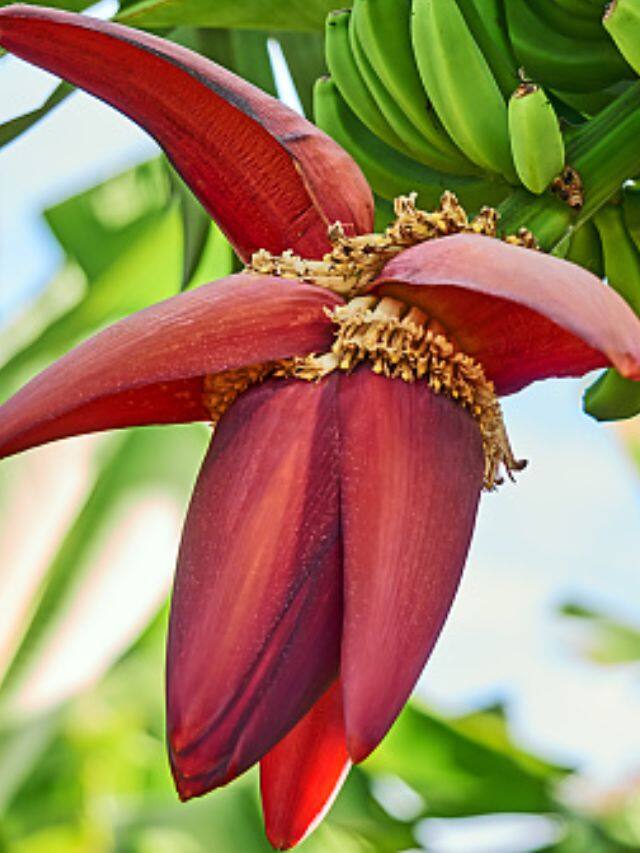 தினசரி உணவில் வாழைப்பூவை சேர்த்தால் கிடைக்கும் நன்மைகள்!