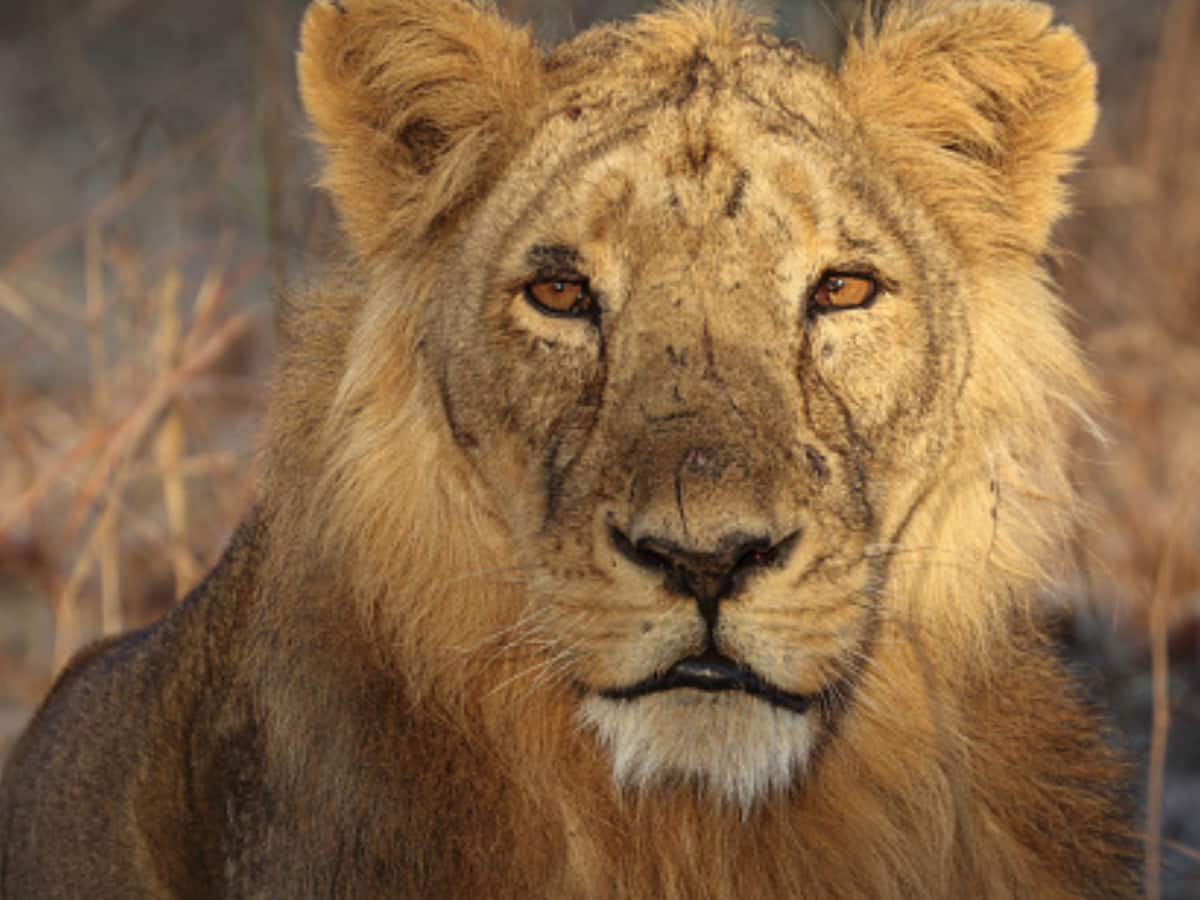 World Wildlife Day 2023: Rare And Exotic Wildlife Species Found In India