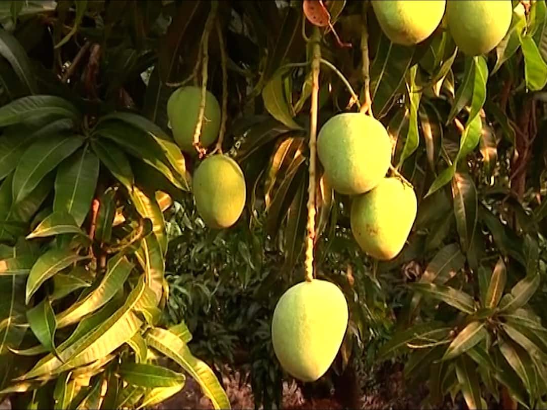 Agriculture news Hapus mango production is less this year thrips ...