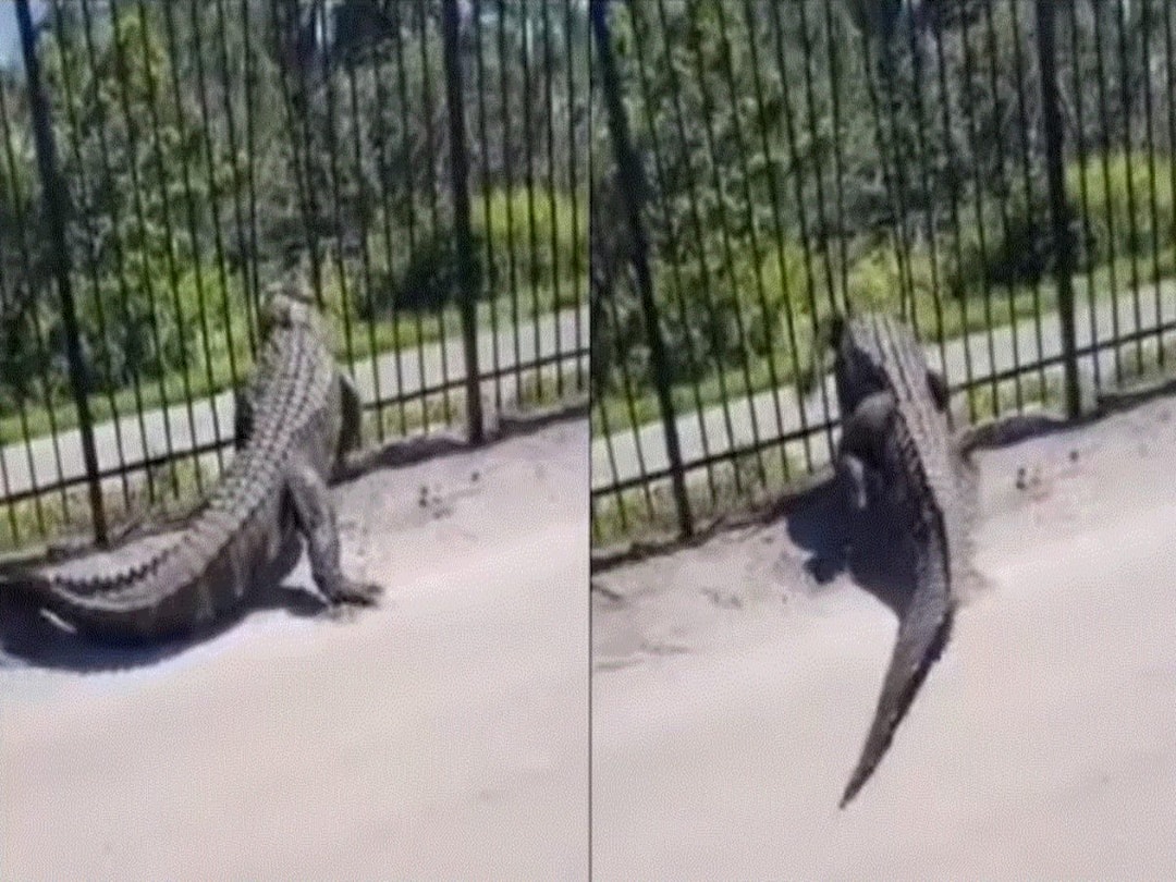 Alligator Breaks Through Metal Fence In Florida Netizens Say It Is ...