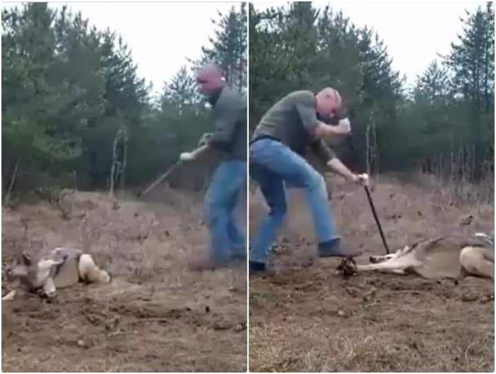 A man rescued a wolf leg trapped in a trap in middle of forest video ...