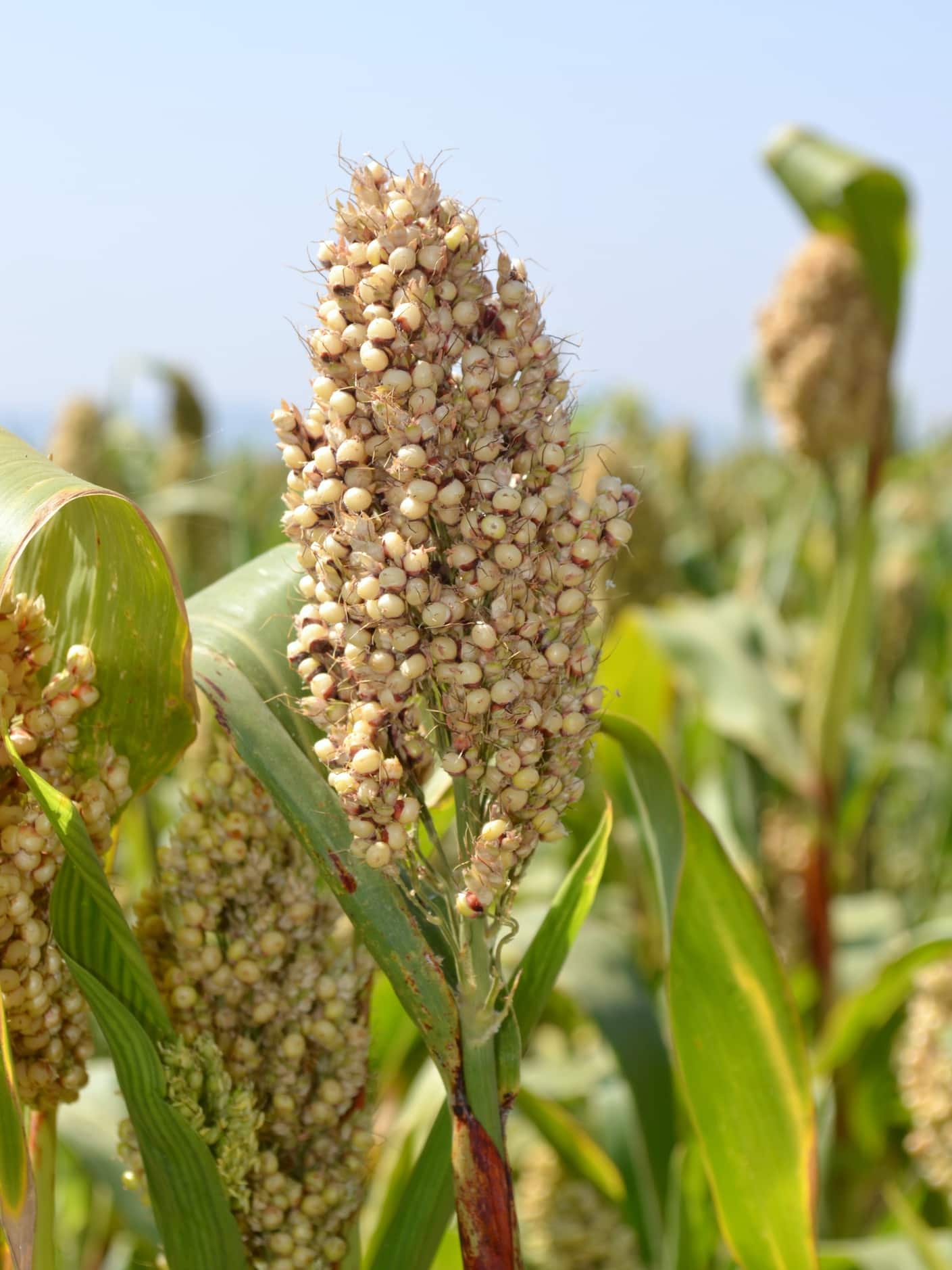 गर्मियों में ज्वार Millets खाने से होंगे ये हेल्थ बेनिफिट