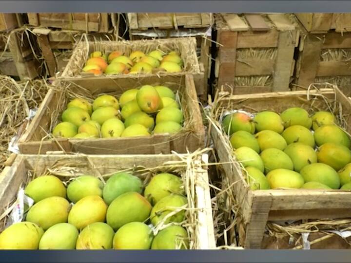65 thousand boxes of Alphonso Mangoes Hapus mangoes arrived in Navi Mumbai APMC prices have come ...