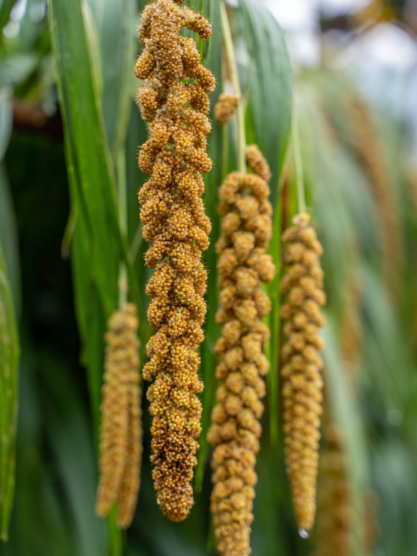 डायबिटीज और मोटापे का रामबाण इलाज है कंगनी