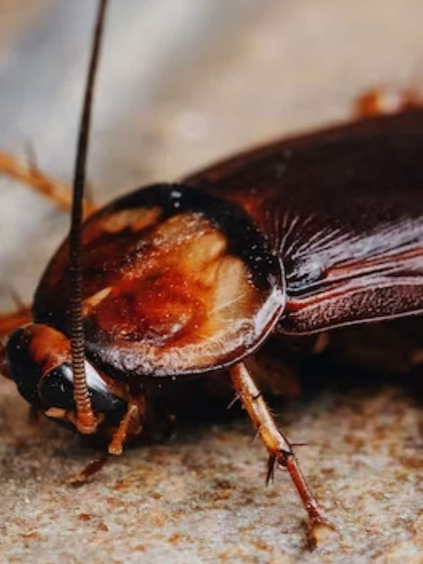 घर में कॉकरोच का तांडव? इन 5 घरेलू नुस्खों से पाएं इनसे छुटकारा