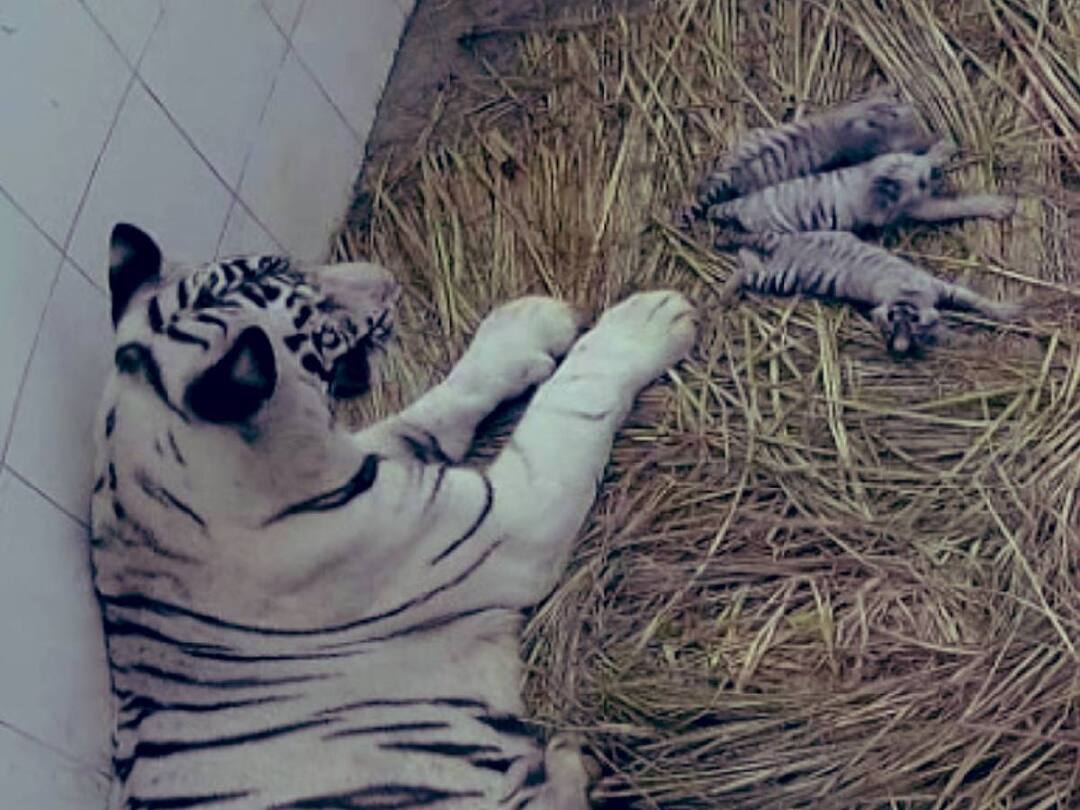 Union Environment Minister Bhupender Yadav released two white tiger cubs at the zoo in Delhi ...
