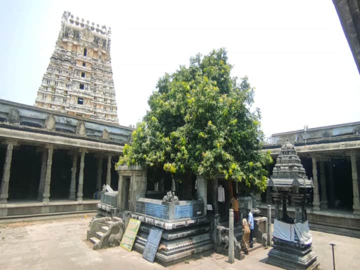 Kanchipuram Ekambareswarar Temple Mango Tree 3500 Year Old Miracle Mango Tree Iis Now Starting