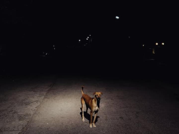 Why Dogs Start Crying At Midnight Know What Science Says On It - Online ...