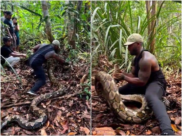 person caught neck of a giant python without fear in middle of forest | Video: पलक झपकते ही शख्स ...