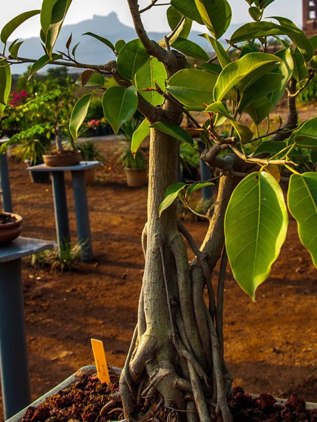 सबसे ज्यादा ऑक्सीजन देने वाला पेड़ कौन सा है?