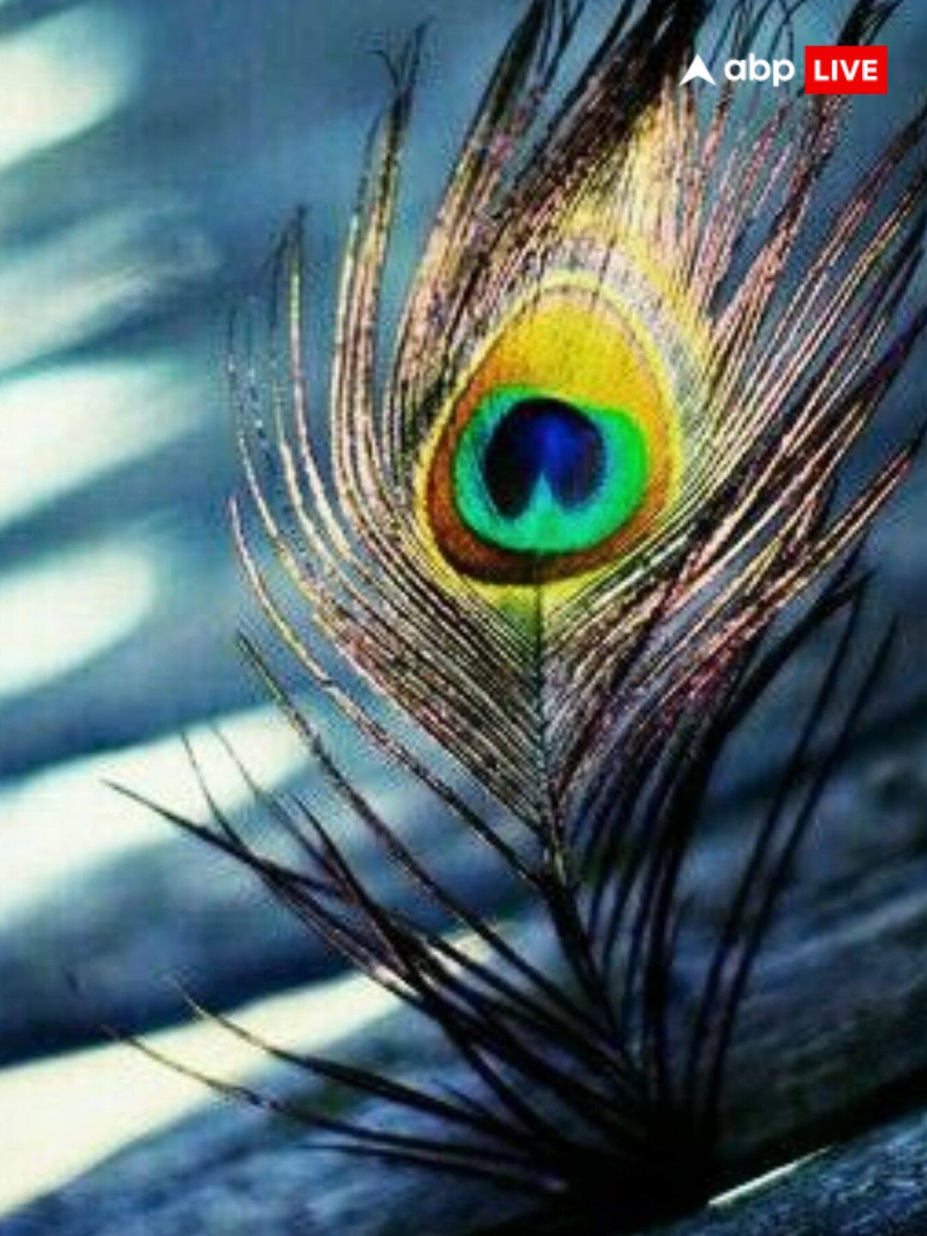 Mor Pankh: मोर पंख जानें क्यों है ये खास