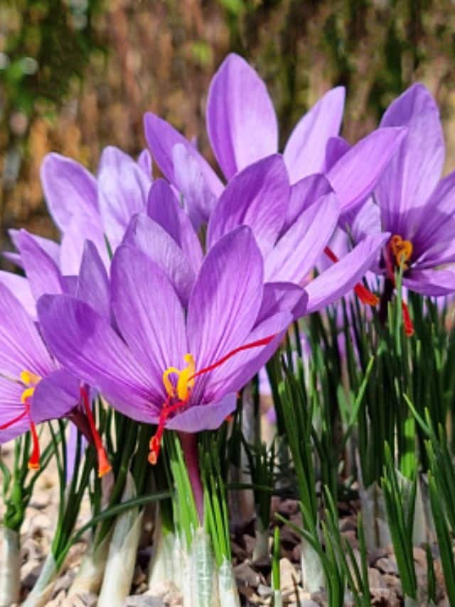 முகத்தை ஜொலிக்க வைக்கும் குங்குமப்பூவின் நன்மைகள்!