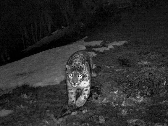 Snow Leopards Spotted In Jammu Kashmir's Kishtwar National Park. See Pics