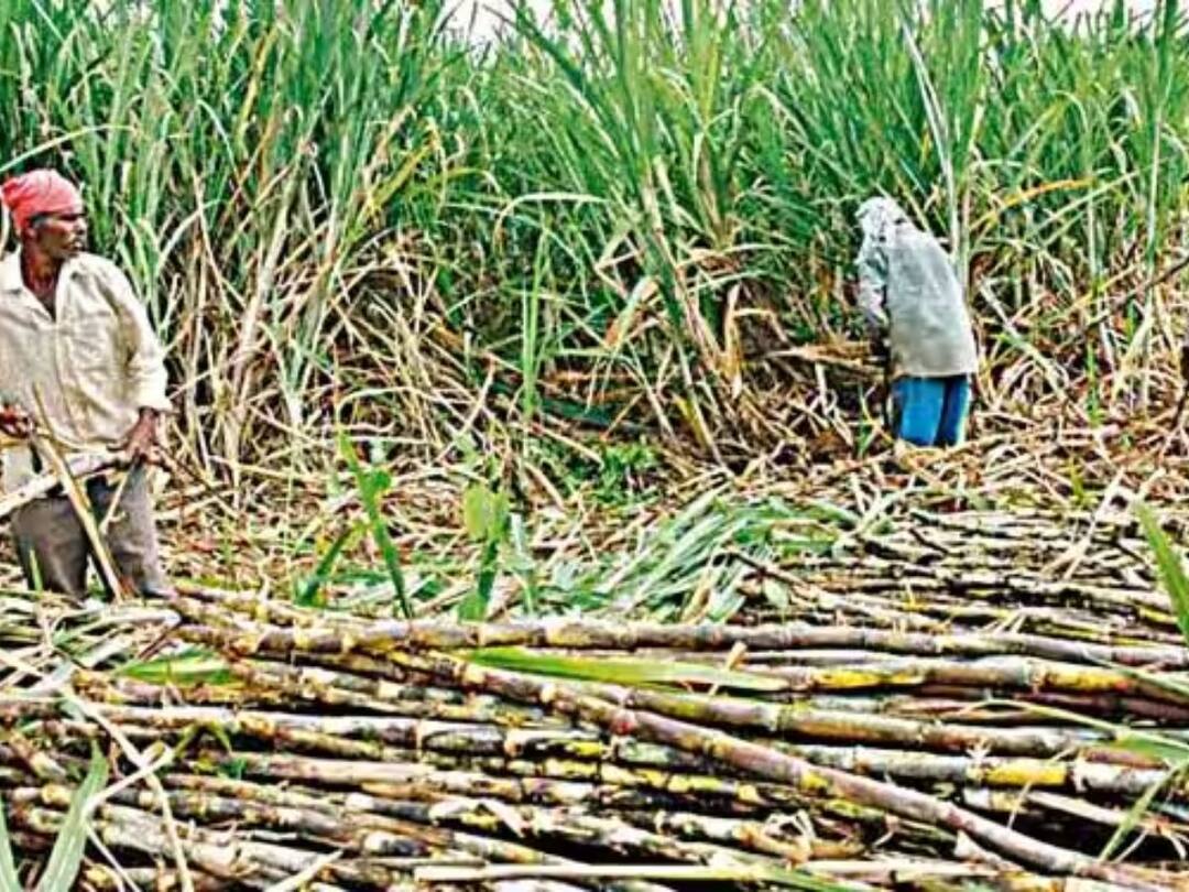 Farmers still do not have full FRP from half of the sugar mills in the ...