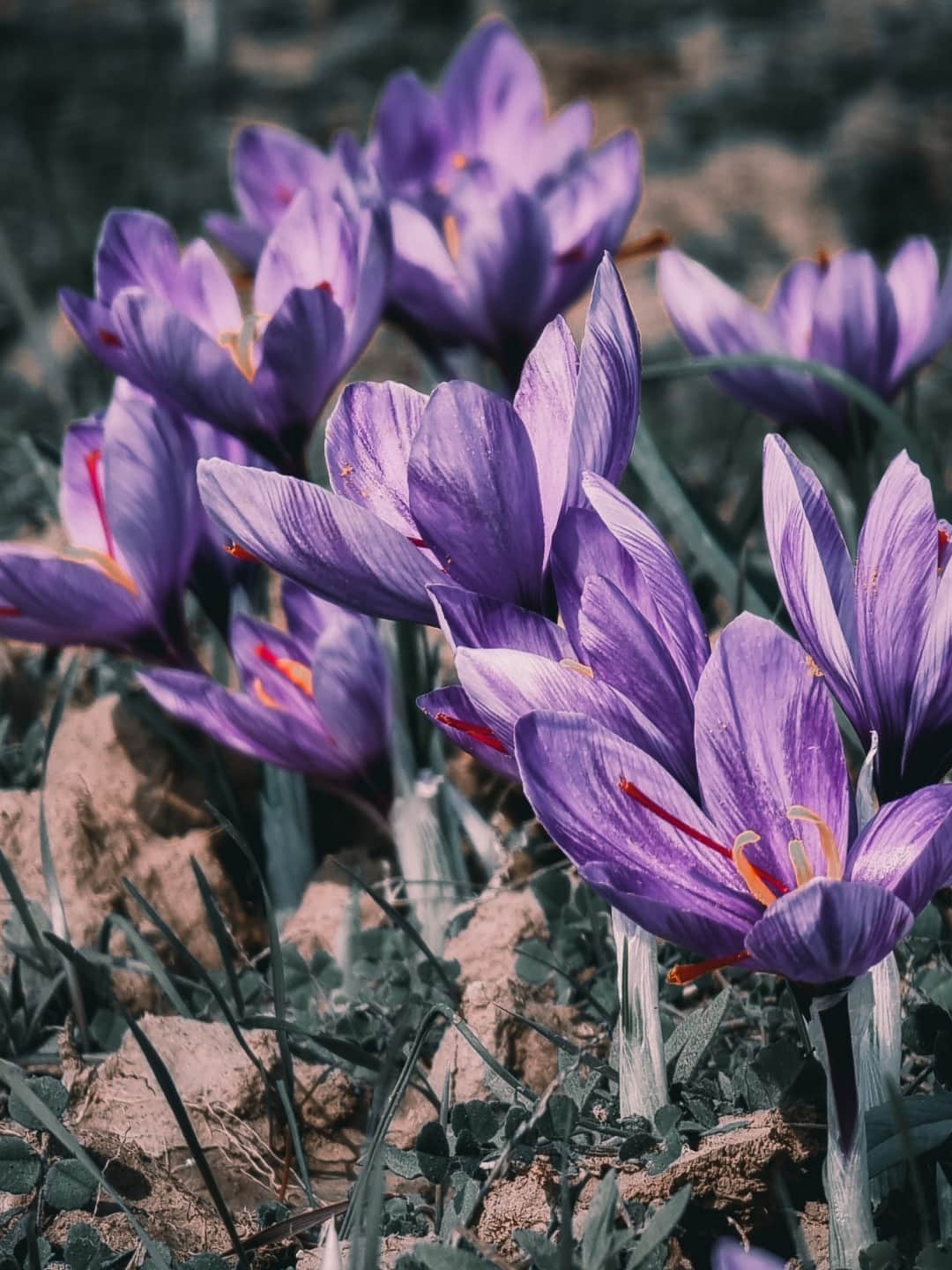 इतना महंगा क्यों बिकता है केसर?