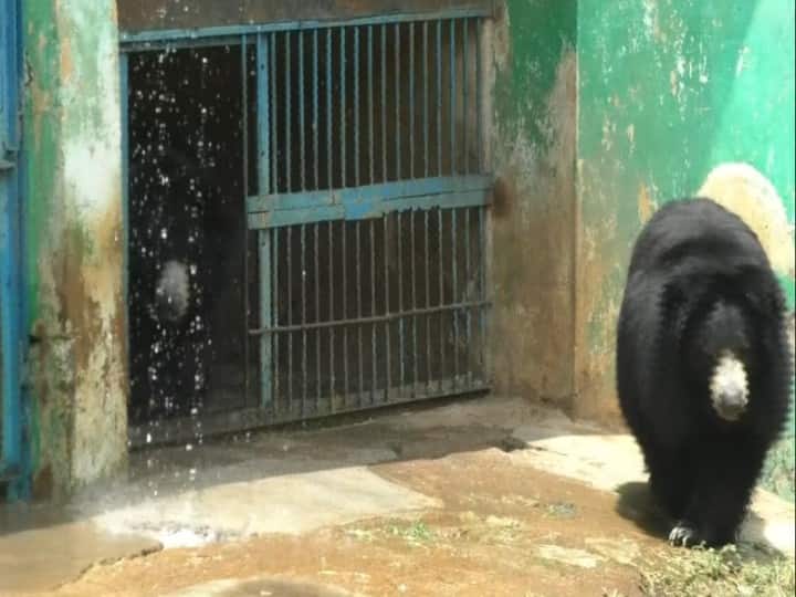 These arrangements made to save animals from heat in Maitri Bagh Zoo ...