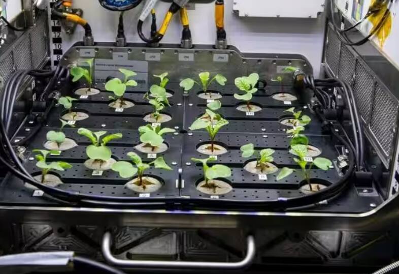 Space Farming This Country Growing Plants in Space How do Crops Look ...