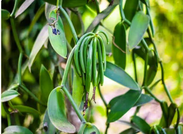 this is the second most expensive plant in the world vanilla can be ...