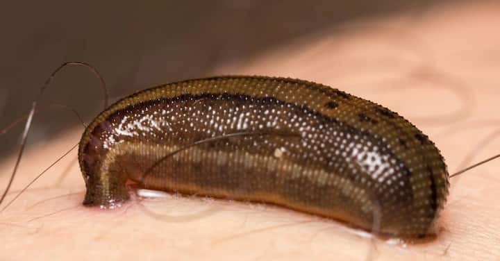 Leech have 32 brain 300 teeth and 10 eyes know the interesting facts ...