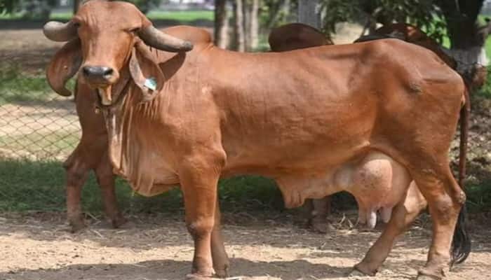 These three breeds are the best Cow of india | ਇਨ੍ਹਾਂ ਤਿੰਨ ਨਸਲਾਂ ਦੀਆਂ ...