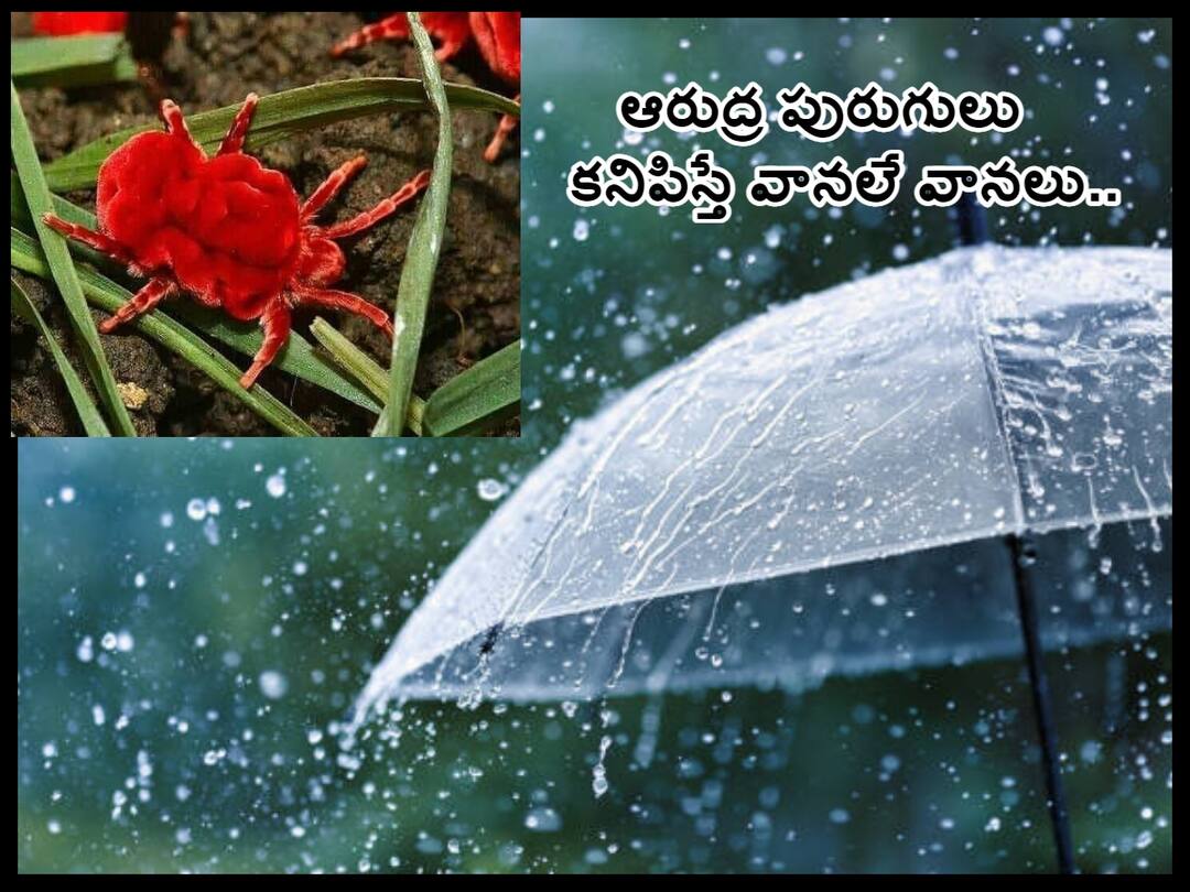 arudra karthe 2023 Started, rains signs from Red Velvet Mite, know in ...