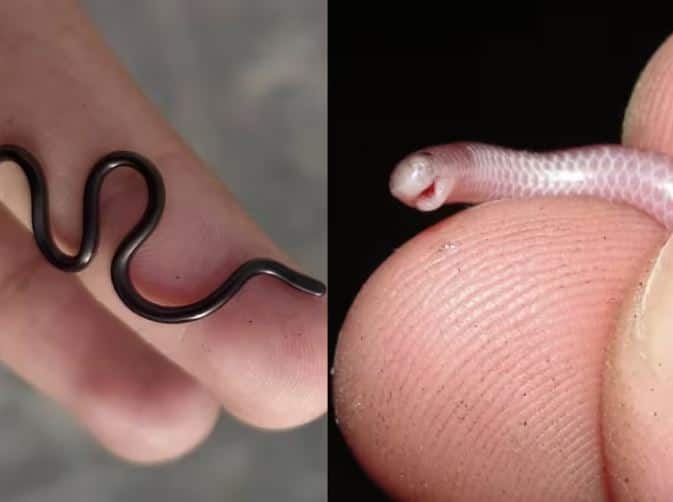 smallest snakes in the world including barbados thread snake variegated ...