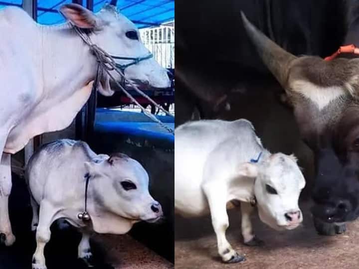 World record of most smallest cow ever know about rani cow from ...