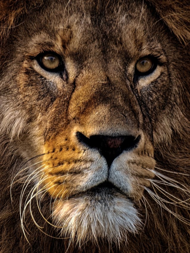 शेर के मुंह में कितने दांत होते हैं?