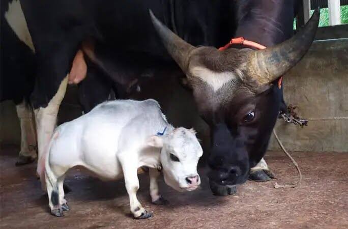 World record of most smallest cow ever know about rani cow from ...