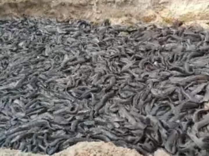 chhattisgarh Magur fish smuggling fish was being taken from A P U P via ...