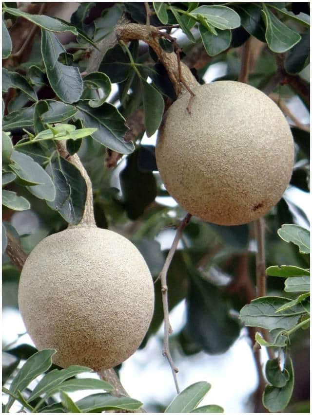 జీర్ణసమస్యలు తగ్గించే ఈ ప్రత్యేకమైన పండు గురించి తెలుసా?