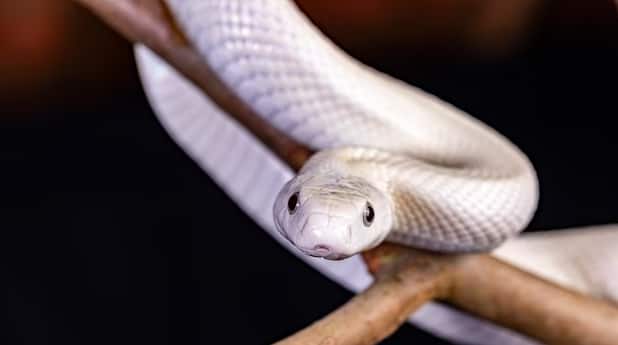 A Rare species of colorless Albino grass snake found in Solapur | White ...