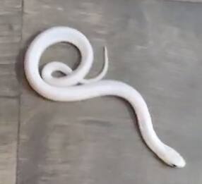 A Rare species of colorless Albino grass snake found in Solapur | White ...