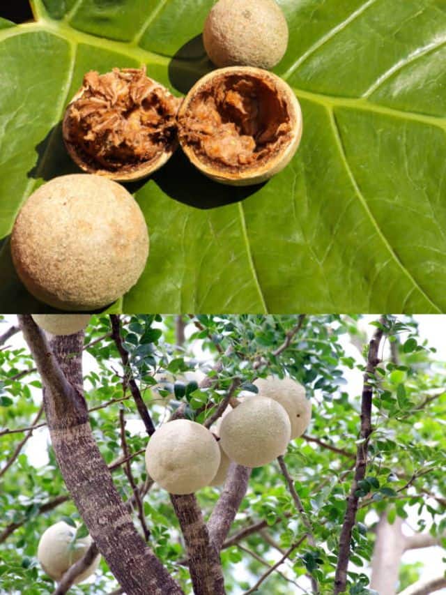 சிவனுக்கு உகந்த வில்வத்தில் உள்ள ஆரோக்கிய நன்மைகள்!