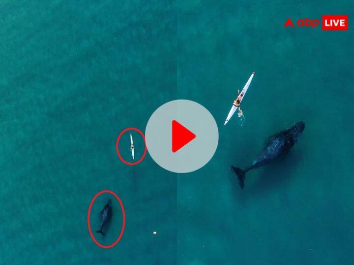 Humpback whale followed kayaker off Bondi Beach in Australia video ...