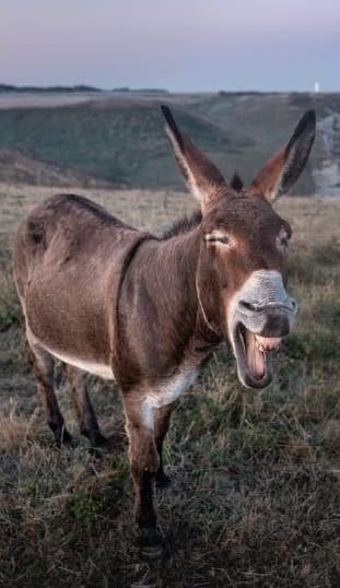 पाकिस्‍तान बेचेगा चीन को गधे, क्‍या अब ऐसे ही करेगा कमाई!