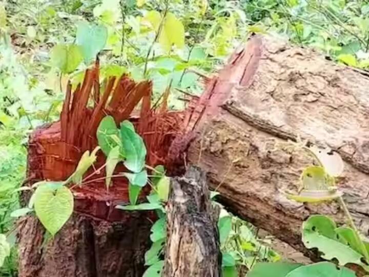 Dumka 542 trees were cut overnight to build coal dumping yard 5 railway ...