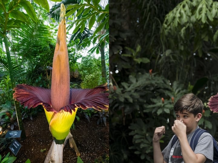 Corpse Flower is the worlds most foul smelly flower it blooms once in ...